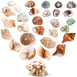 hermit crab shells, 14 pcs 14 kinds, opening size 0.5"-1.4" natural seashell supplies turbo growth house