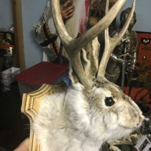 Jackalope Shoulder Head Mount Taxidermy Mounted 4 Point Antlers Professionally Done (Bailey)