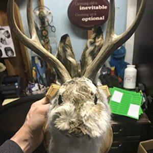 Jackalope Shoulder Head Mount Taxidermy Mounted 4 Point Antlers Professionally Done (Bailey)