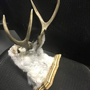 Jackalope Shoulder Head Mount Taxidermy Mounted 4 Point Antlers Professionally Done (Bailey)