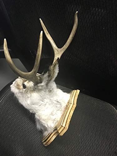 Jackalope Shoulder Head Mount Taxidermy Mounted 4 Point Antlers Professionally Done (Bailey)