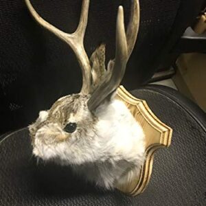 Jackalope Shoulder Head Mount Taxidermy Mounted 4 Point Antlers Professionally Done (Bailey)