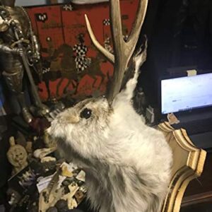 Jackalope Shoulder Head Mount Taxidermy Mounted 4 Point Antlers Professionally Done (Bailey)