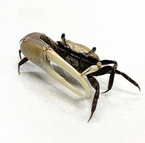 generic fiddler crab (uca sp.) x3 - live freshwater crab