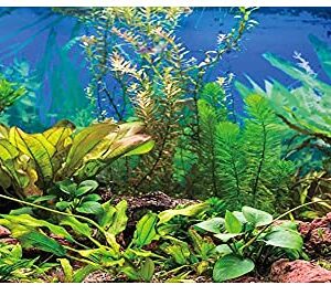 AWERT 48x24 inches Aquarium Background Aquatic Plant River Bed & Lake Fish Tank Background Vinyl