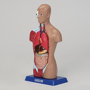 Carolina Human Micro Sexless Torso Model