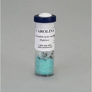 carolina biological supply company drosophila, living, species d. hydei sturtevant