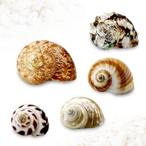 czwestc 5 pcs natural hermit crab shells large, sea turbo shells, hermit crab houses, ornaments decoration for fish tank aquarium (2 inch to 2.5 inch)