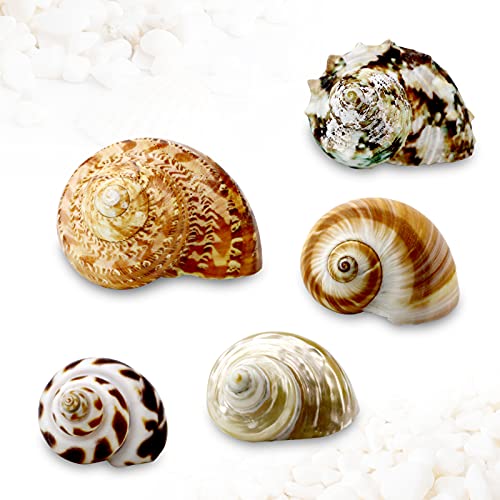 CZWESTC 5 Pcs Natural Hermit Crab Shells Large, Sea Turbo Shells, Hermit Crab Houses, Ornaments Decoration for Fish Tank Aquarium (2 inch to 2.5 inch)