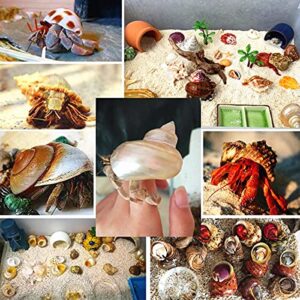 CZWESTC 5 Pcs Natural Hermit Crab Shells Large, Sea Turbo Shells, Hermit Crab Houses, Ornaments Decoration for Fish Tank Aquarium (2 inch to 2.5 inch)