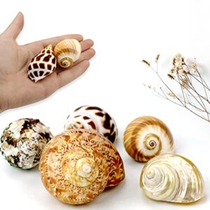 CZWESTC 5 Pcs Natural Hermit Crab Shells Large, Sea Turbo Shells, Hermit Crab Houses, Ornaments Decoration for Fish Tank Aquarium (2 inch to 2.5 inch)