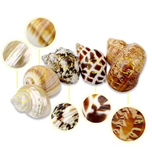 CZWESTC 5 Pcs Natural Hermit Crab Shells Large, Sea Turbo Shells, Hermit Crab Houses, Ornaments Decoration for Fish Tank Aquarium (2 inch to 2.5 inch)