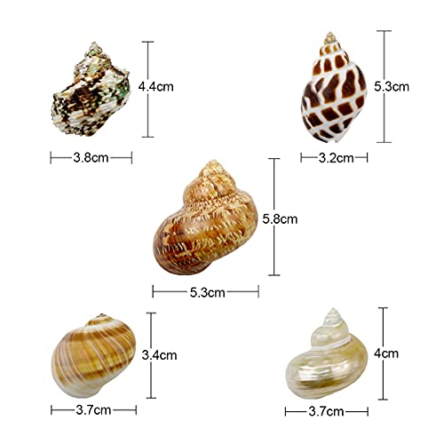 CZWESTC 5 Pcs Natural Hermit Crab Shells Large, Sea Turbo Shells, Hermit Crab Houses, Ornaments Decoration for Fish Tank Aquarium (2 inch to 2.5 inch)