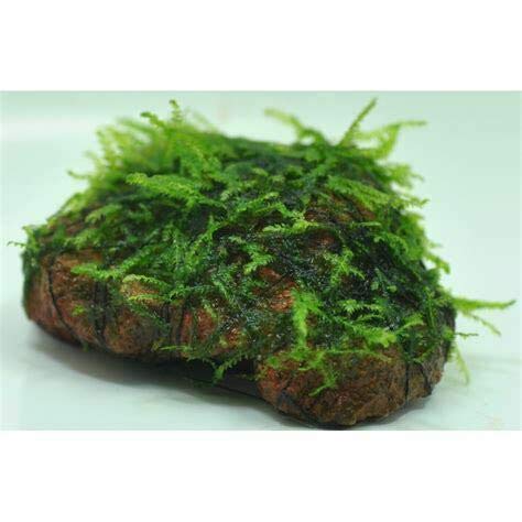 Marcus Fish Tanks - Christmas Moss On Lava Rock Live Aquarium Plant Freshwater Aquatic Moss BUY 2 GET 1