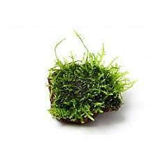 Marcus Fish Tanks - Christmas Moss On Lava Rock Live Aquarium Plant Freshwater Aquatic Moss BUY 2 GET 1