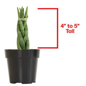 Braided Snake Plant, Sansevieria Cylindrica, Dracaena Live Plants, Succulents Plants Live, House Plants for Sansevieria Plant Stand, DIY Home Décor, Live Indoor Plants in Plant Pots by Plants for Pets