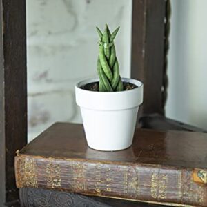 Braided Snake Plant, Sansevieria Cylindrica, Dracaena Live Plants, Succulents Plants Live, House Plants for Sansevieria Plant Stand, DIY Home Décor, Live Indoor Plants in Plant Pots by Plants for Pets