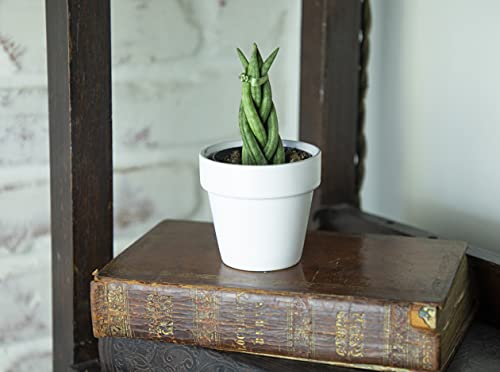 Braided Snake Plant, Sansevieria Cylindrica, Dracaena Live Plants, Succulents Plants Live, House Plants for Sansevieria Plant Stand, DIY Home Décor, Live Indoor Plants in Plant Pots by Plants for Pets