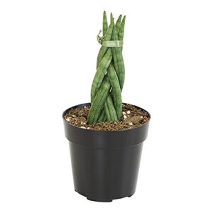 Braided Snake Plant, Sansevieria Cylindrica, Dracaena Live Plants, Succulents Plants Live, House Plants for Sansevieria Plant Stand, DIY Home Décor, Live Indoor Plants in Plant Pots by Plants for Pets