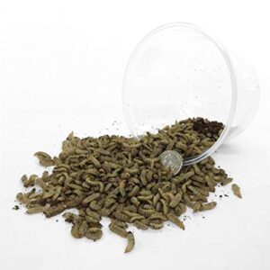 symton large feeding grade black soldier fly larvae (200ct)