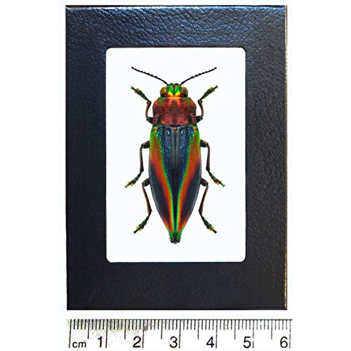 BicBugs Cyphogastra javanica Blue red Rainbow buprestid Beetle Java Indonesia Framed