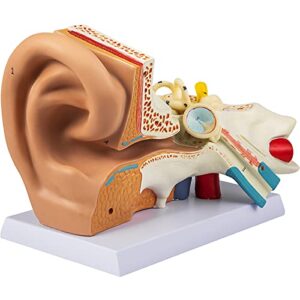 vevor human ear anatomy model, 5 times enlarged human ear model, pvc plastic anatomical ear model for education, human ear anatomy displaying outer, middle, inner ear with base, 3pcs (2 removable)