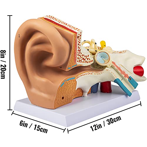 VEVOR Human Ear Anatomy Model, 5 Times Enlarged Human Ear Model, PVC Plastic Anatomical Ear Model for Education, Human Ear Anatomy Displaying Outer, Middle, Inner Ear with Base, 3pcs (2 Removable)