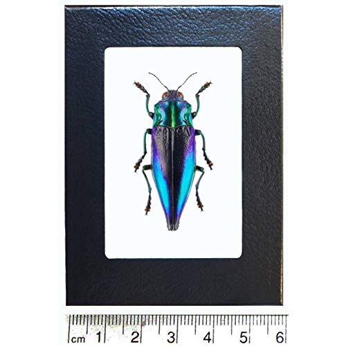 BicBugs Cyphogastra calepyga Blue Violet buprestid Beetle Indonesia Framed