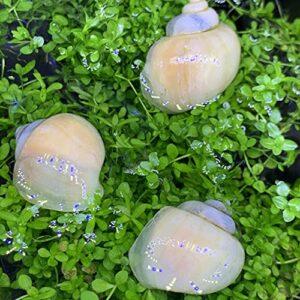 ivory mystery snails x3 (pomacea bridgesii) live freshwater snail - plants