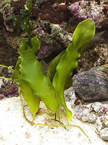 Generic, Live Caulerpa Prolifera Macro Algae Saltwater Reef Marine Refugium