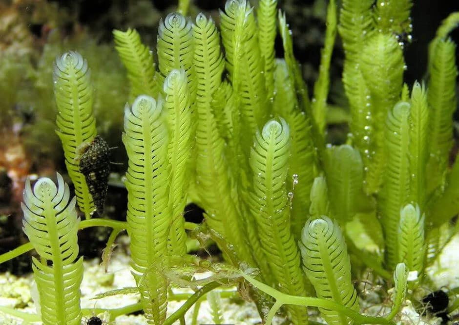 Live Caulerpa Mexicana Macro Algae Reef Refugium Saltwater Plant Marine