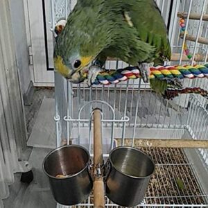 TBWHL Parrot Feeding Cups Hanging Pet Animal Stainless Steel Birdcage Bowls Bird Bowls for Cage Parakeet Bird Cage Accessories Suitable Small and Medium Bird S