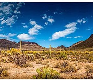 AWERT 36x18 inches Reptile Habitat Background Blue Sky Oasis Cactus Desert Terrarium Background Durable Polyester Background