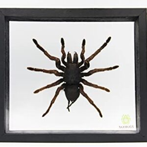 Real Giant Bird Eating Tarantula EURYPEIMA SPINCRUS Spider Taxidermy Transparent Boxed Display (Glass Background Black Frame)