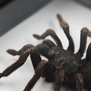 Real Giant Bird Eating Tarantula EURYPEIMA SPINCRUS Spider Taxidermy Transparent Boxed Display (Glass Background Black Frame)