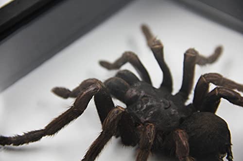 Real Giant Bird Eating Tarantula EURYPEIMA SPINCRUS Spider Taxidermy Transparent Boxed Display (Glass Background Black Frame)