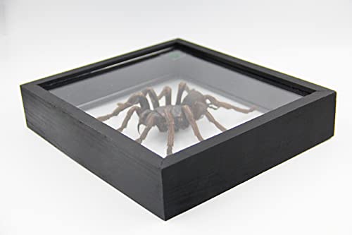 Real Giant Bird Eating Tarantula EURYPEIMA SPINCRUS Spider Taxidermy Transparent Boxed Display (Glass Background Black Frame)