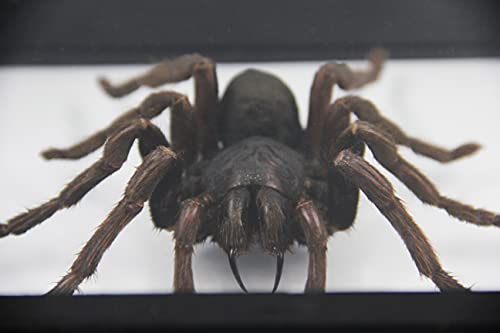 Real Giant Bird Eating Tarantula EURYPEIMA SPINCRUS Spider Taxidermy Transparent Boxed Display (Glass Background Black Frame)