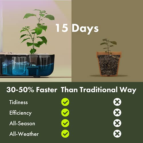 Hydroponics Growing System 12 Pods,LYKO Indoor Garden w/Full-Spectrum 36W Grow Light,Indoor Herb Garden Automatic Timer,Height Adjustable 3.5L Water Tank, Gifts for Women (Gold)