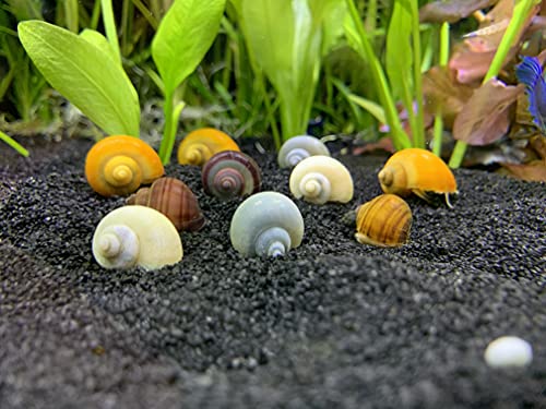 Shore Aquatic LLC Mystery Snail 10 Pack (Pomacea Bridgesii) Mix Colored Pack with Java Moss - Live Freshwater Snails Insulated Priority Mail