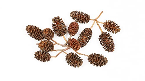 Nature Aquascapes Alder Cones for Shrimps and Fish, 0.5-1.0 inch in Size, Promotes Natural Habitat, Breeding, Tannin in Freshwater Aquariums, Tanks, Helps Lower pH Levels (48 Pack)