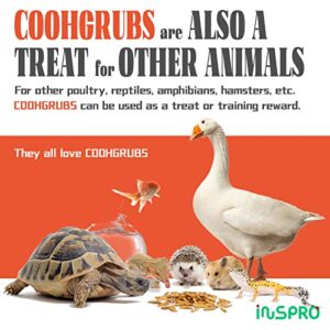 coohgrubs Premium Quality Dried Black Soldier Fly Larvae, Natural Nutritious Grubs for Chickens, High Protein and Calcium Rich Treats for Laying Hens, Ducks, Geese, Turkeys, Quails and More