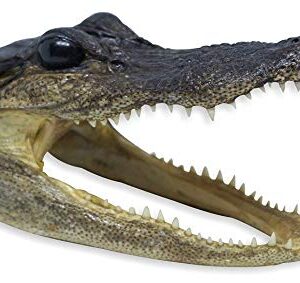 Pen Kit Mall - Taxidermy American Alligator Head (6-7 Inch) Authentic Florida Wildlife Real Animal Reptile Skull