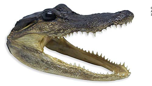 Pen Kit Mall - Taxidermy American Alligator Head (6-7 Inch) Authentic Florida Wildlife Real Animal Reptile Skull