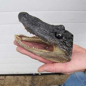 Pen Kit Mall - Taxidermy American Alligator Head (6-7 Inch) Authentic Florida Wildlife Real Animal Reptile Skull