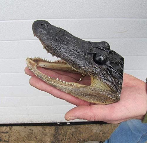 Pen Kit Mall - Taxidermy American Alligator Head (6-7 Inch) Authentic Florida Wildlife Real Animal Reptile Skull