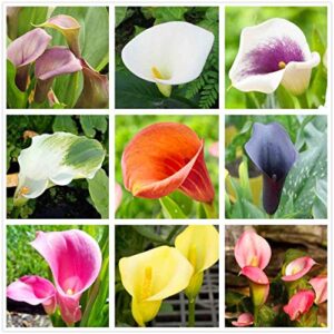 calla lily mix（100+）seeds flowers easy to grow planting for outdoor indoor home bonsai