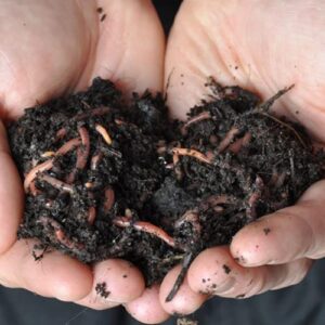 best value! 2000+ red wigglers composting worms perfect for worm composting with guaranteed live delivery approximately 2 pound live red wiggler worms fast delivery! (2000)