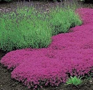 1000 creeping thyme seeds - thymus serpyllum- perennial ground cover