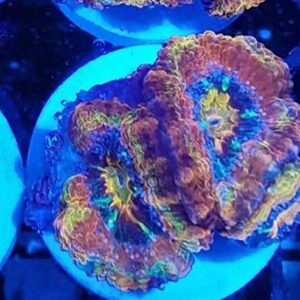 Aquarium Choice Big Size Ceramic Coralline Coral Frag Plugs Coral frag Plate Base